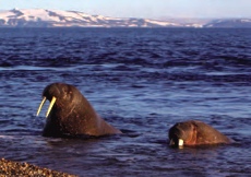 Abenteuer Franz-Josef-Land